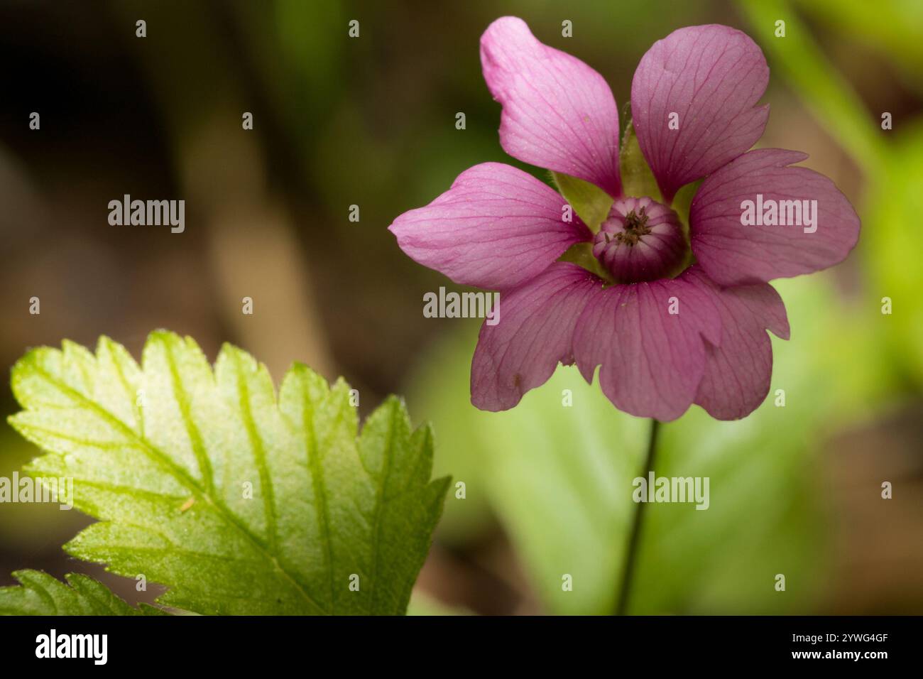 Arctic raspberry (Rubus arcticus Stock Photo - Alamy
