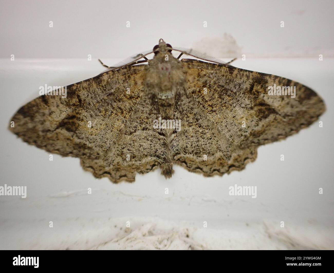 Repandata hi-res stock photography and images - Alamy