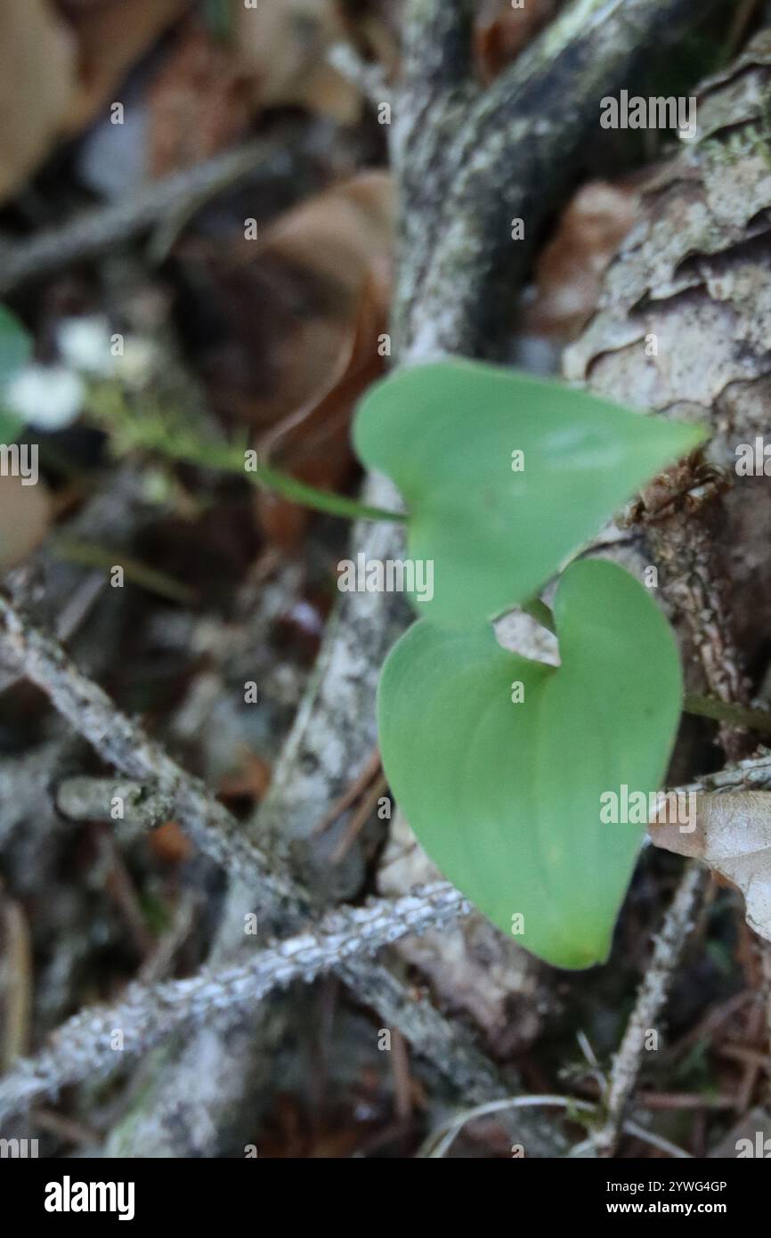 May Lily (Maianthemum bifolium Stock Photo - Alamy