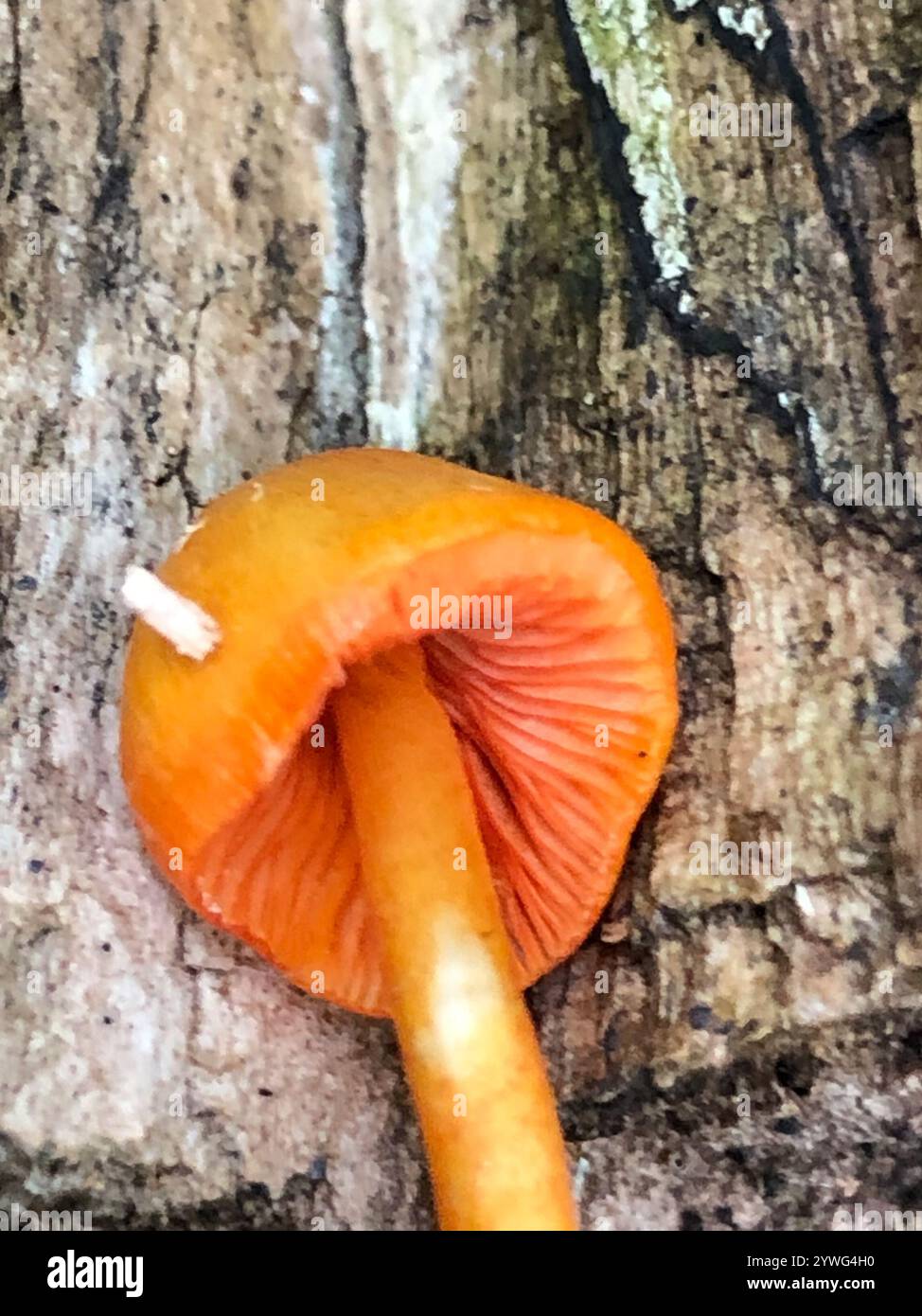 orange mycena (Mycena leaiana Stock Photo - Alamy