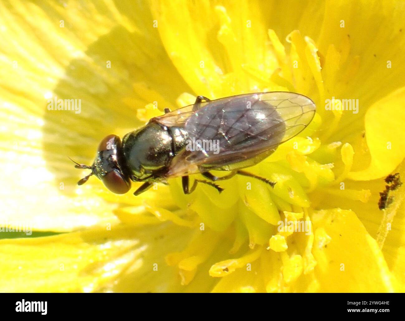 Hover Flies (Syrphidae Stock Photo - Alamy