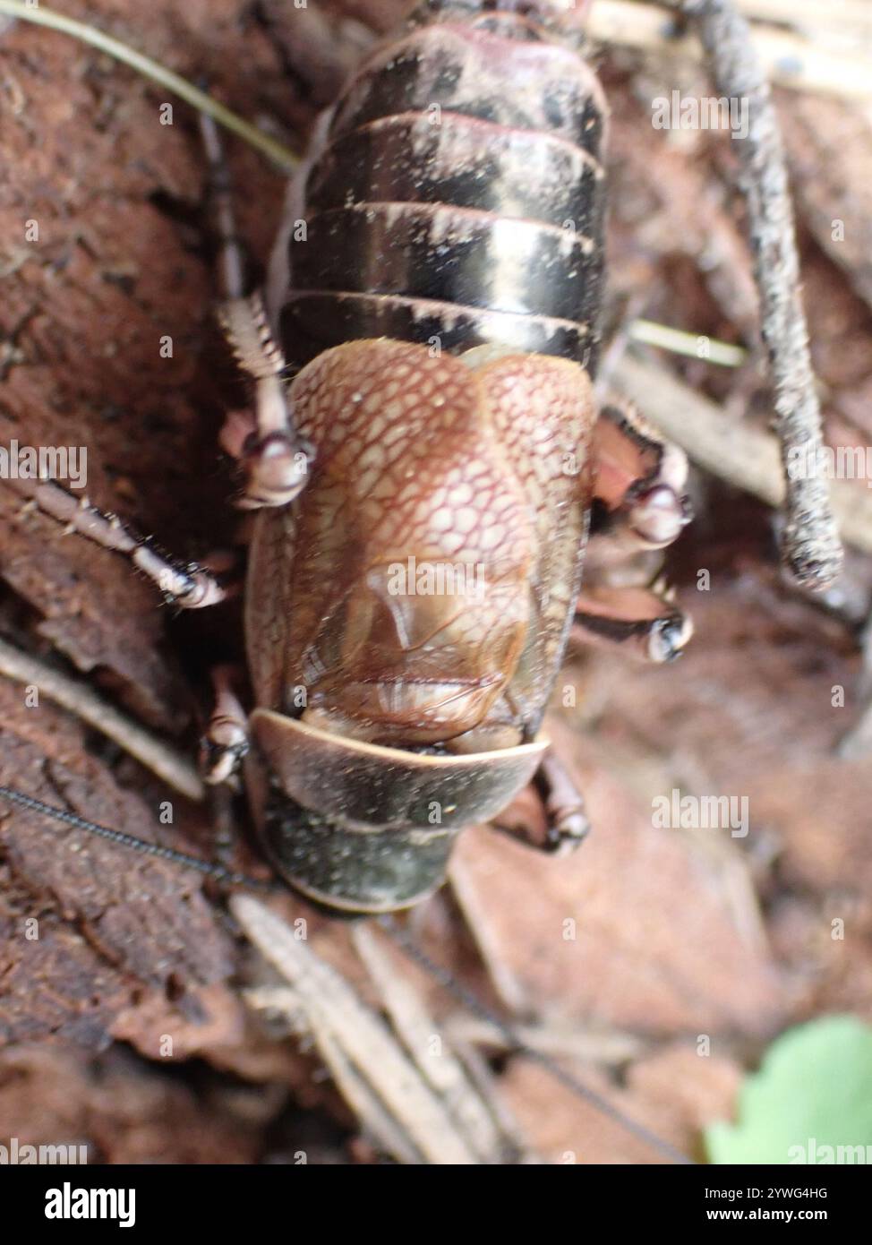 Great Grig (Cyphoderris monstrosa Stock Photo - Alamy
