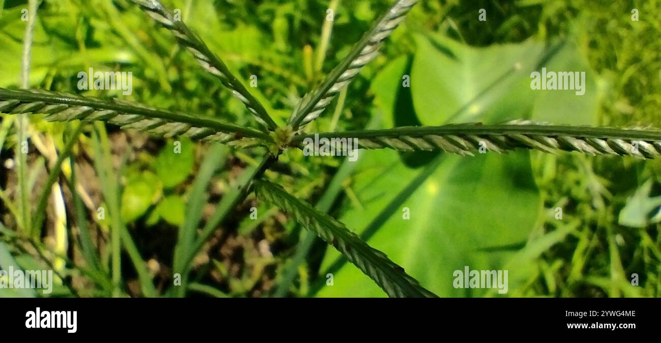 Goose Grass (Eleusine indica Stock Photo - Alamy