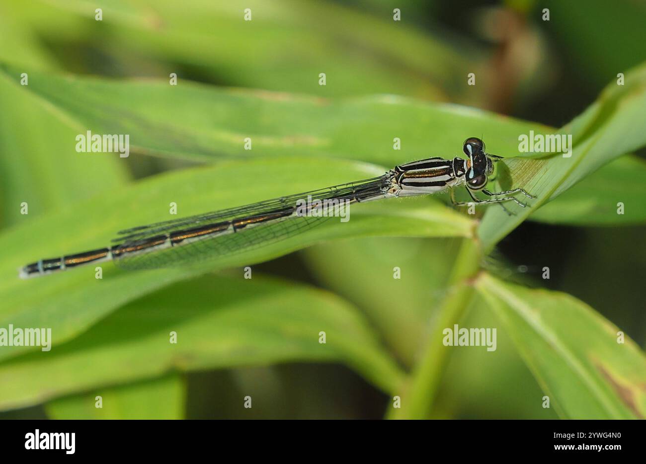 Big Bluet (Enallagma durum Stock Photo - Alamy