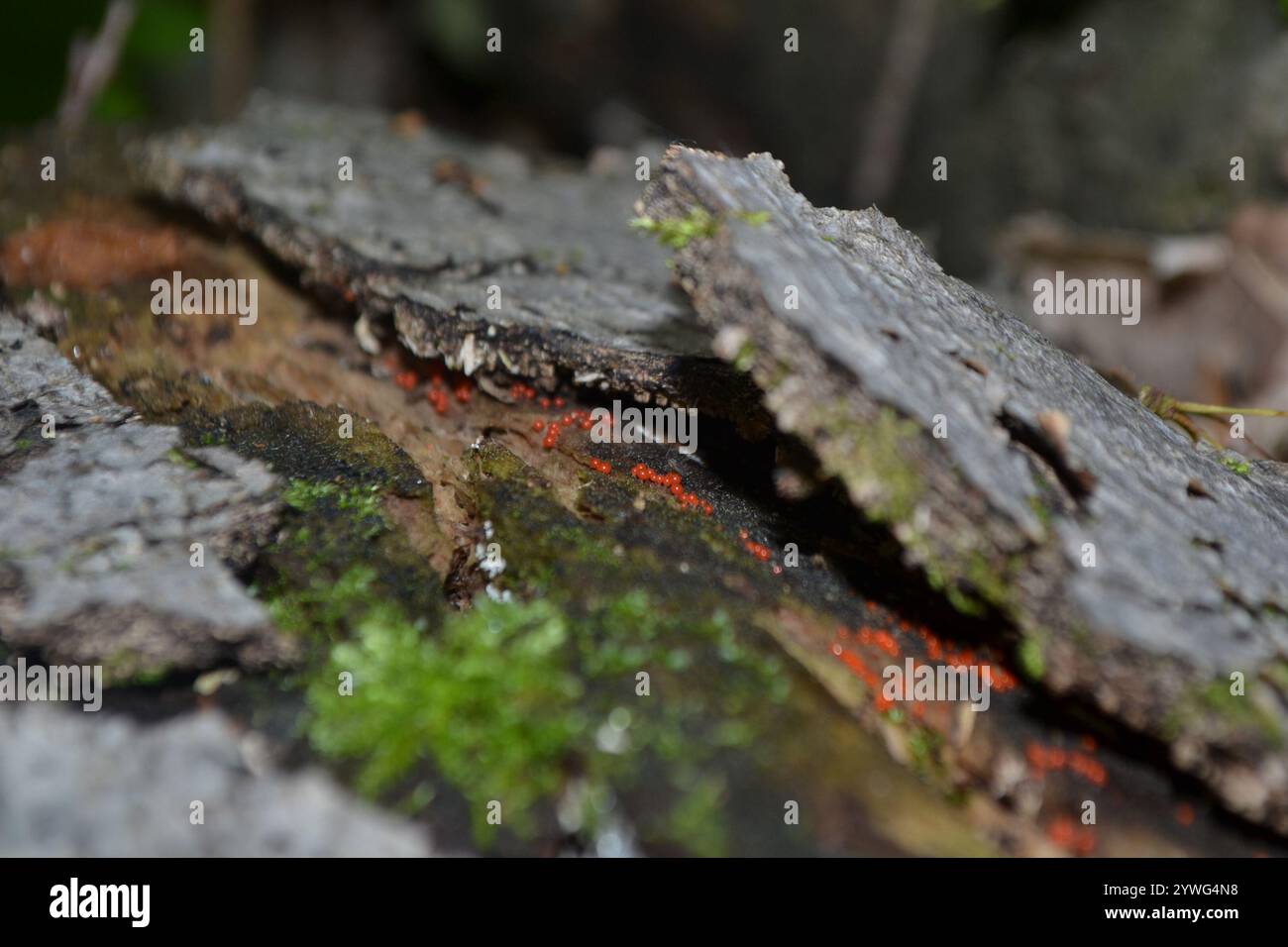 Trichia hi-res stock photography and images - Alamy