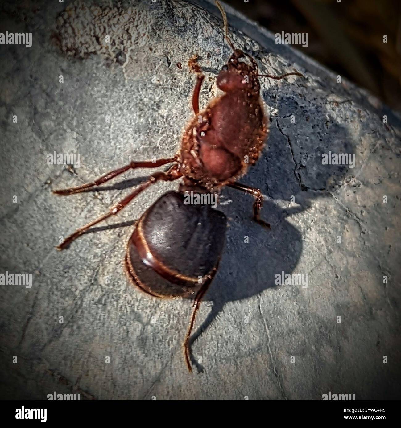 Chicatana Leafcutter Ant (Atta mexicana Stock Photo - Alamy