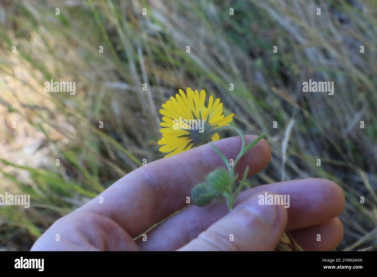Common Madia (Madia elegans Stock Photo - Alamy