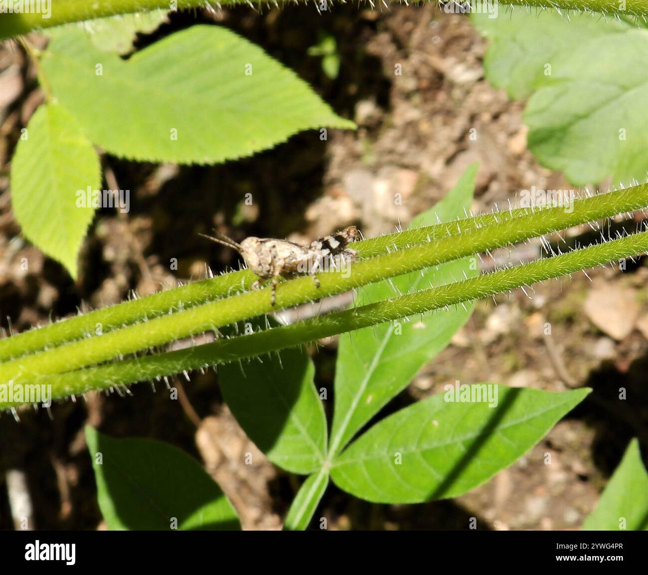 Spur-throated Grasshoppers (Melanoplinae Stock Photo - Alamy