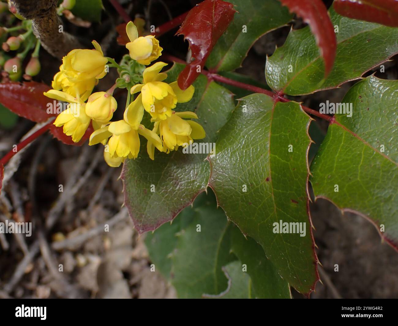 Oregon grape (Berberis aquifolium Stock Photo - Alamy