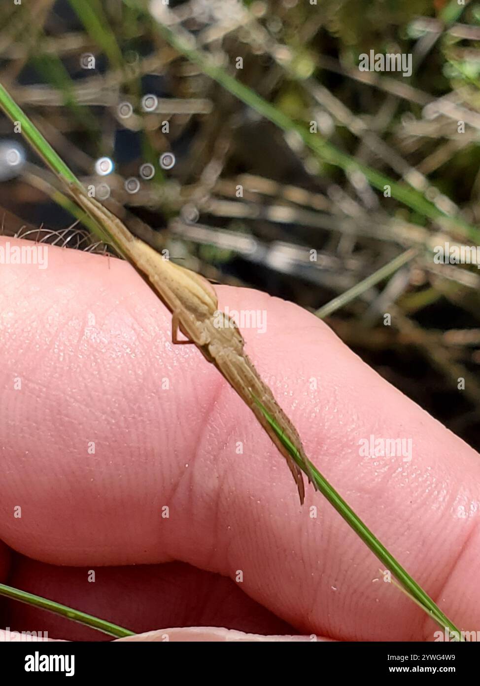 Slender Crab Spiders (Tibellus Stock Photo - Alamy