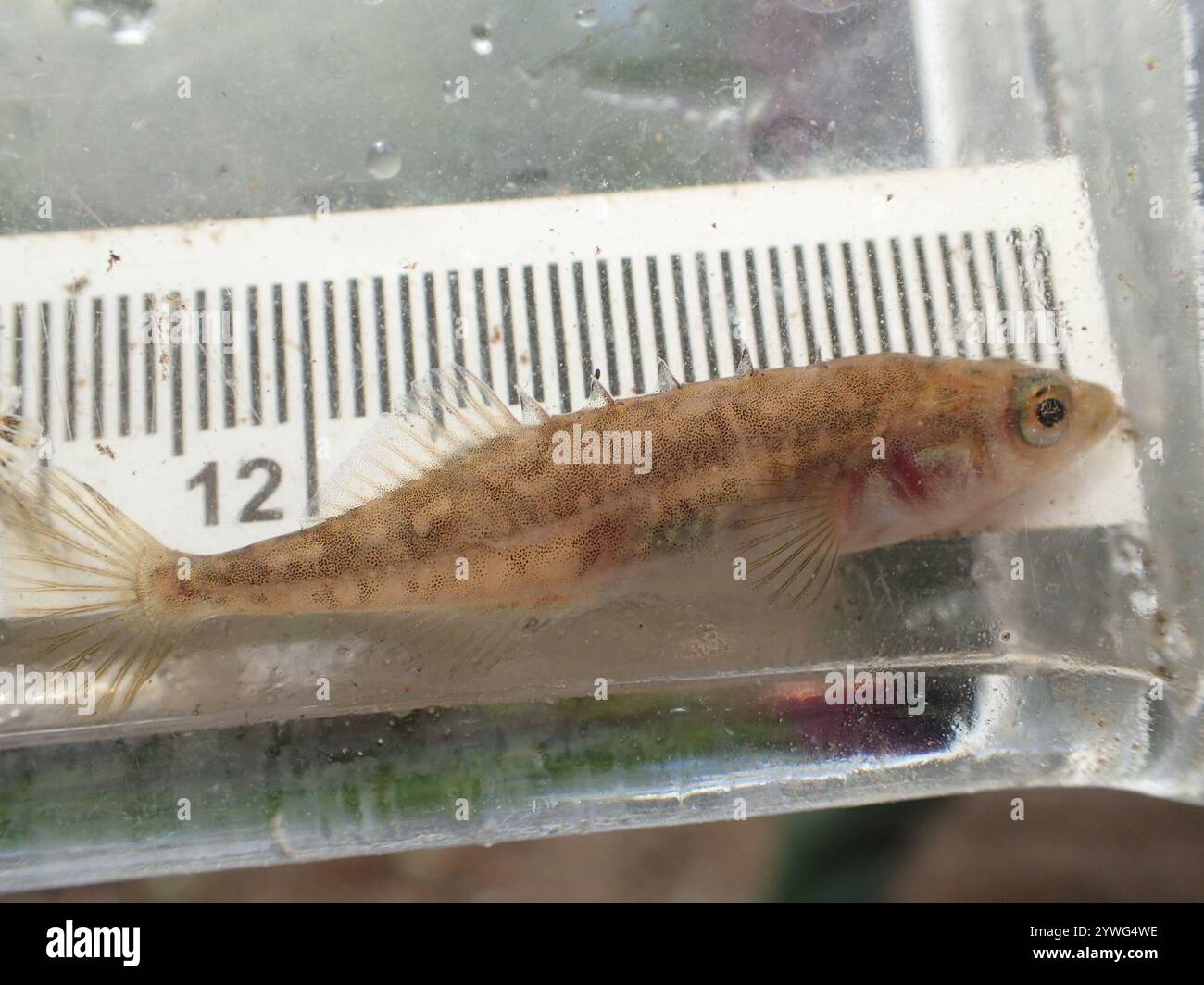 Culaea inconstans hi-res stock photography and images - Alamy