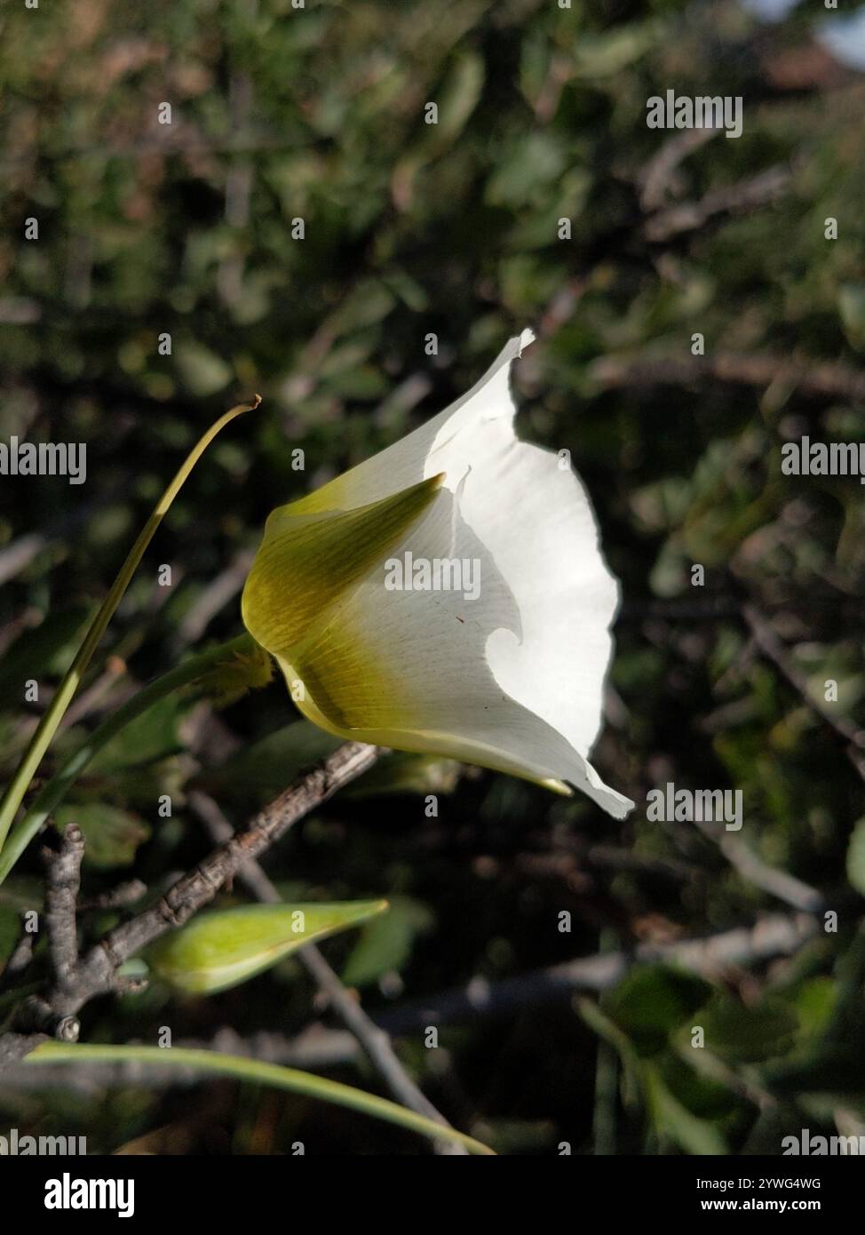 Gunnison's Mariposa Lily (Calochortus gunnisonii Stock Photo - Alamy