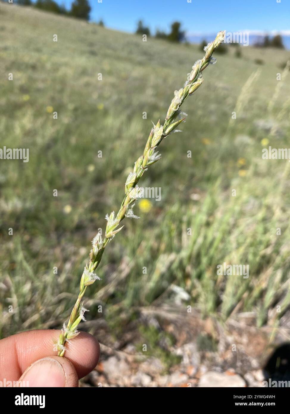 Spike Fescue (Festuca kingii Stock Photo - Alamy