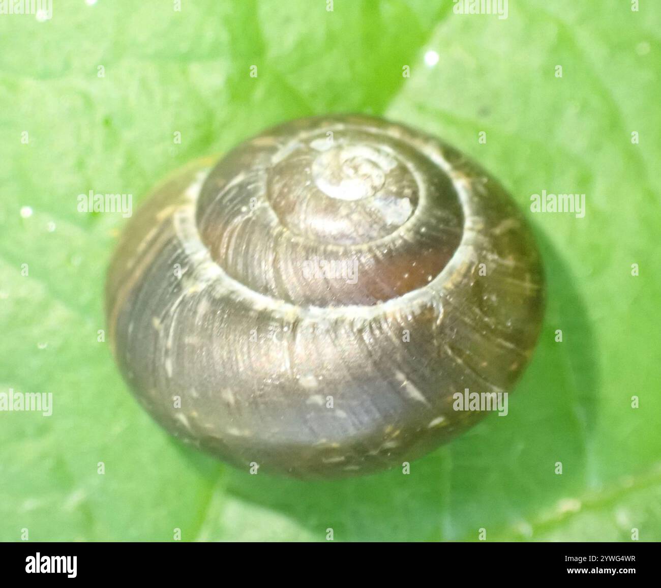 Copse Snail (Arianta arbustorum Stock Photo - Alamy