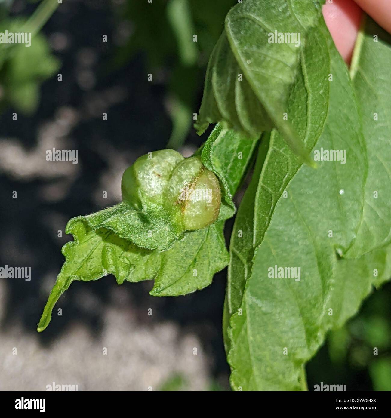 box elder gall midge (Contarinia negundinis Stock Photo - Alamy