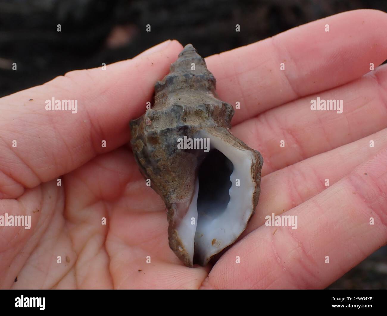 Frilled Dogwinkle (Nucella lamellosa Stock Photo - Alamy