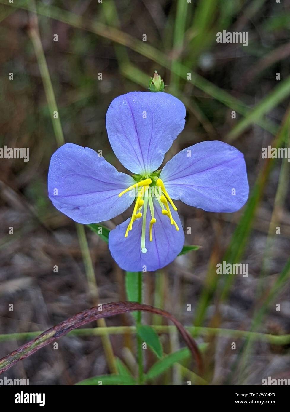 Maid Marian (Rhexia nashii Stock Photo - Alamy