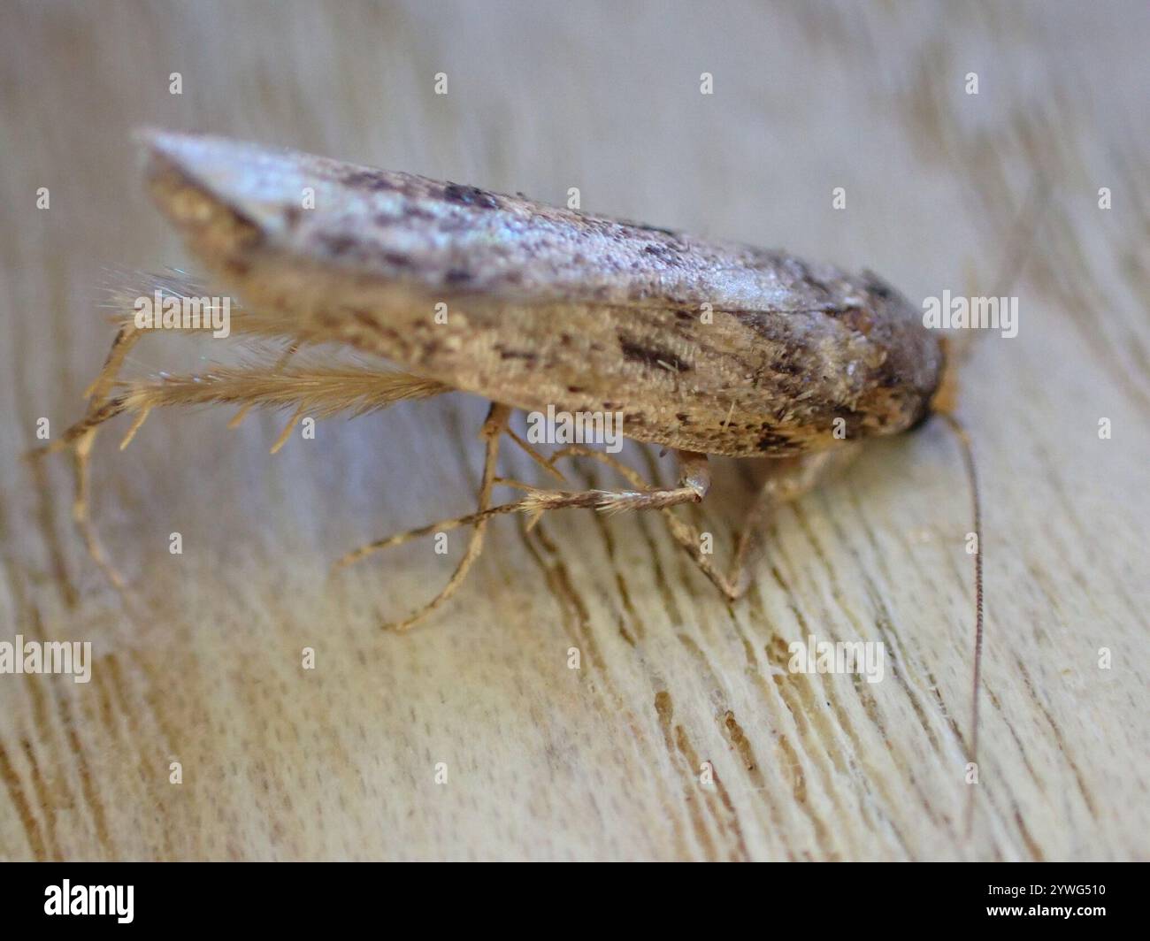 Brown House Moth (Hofmannophila pseudospretella Stock Photo - Alamy