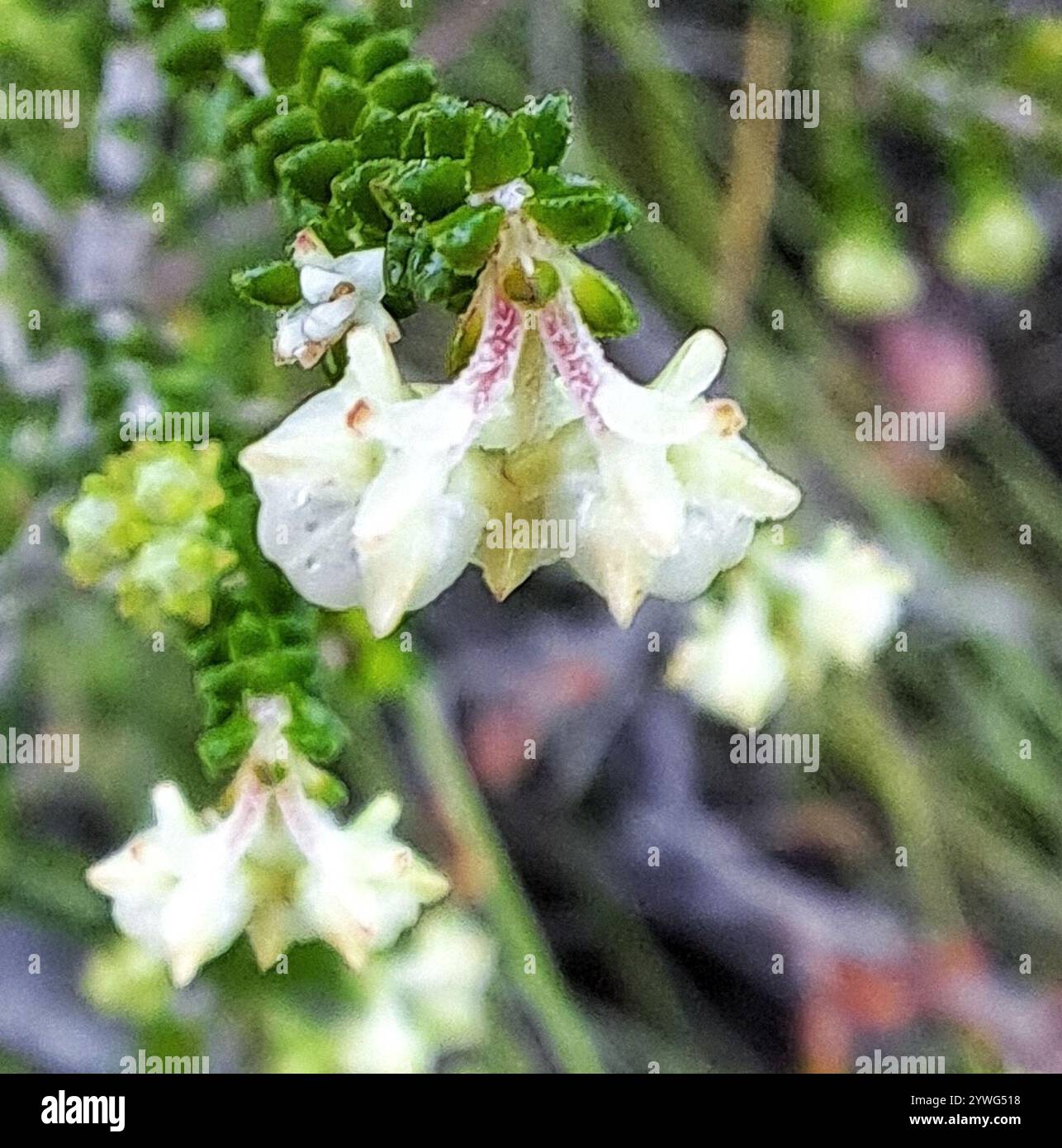 Stunning Heath (Erica formosa Stock Photo - Alamy