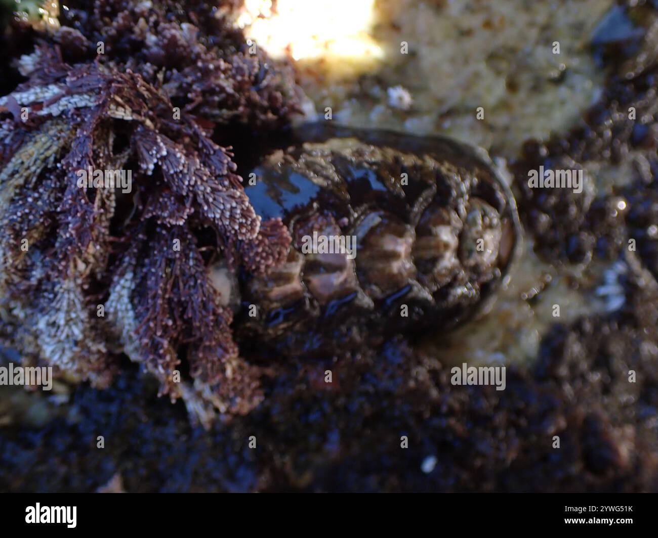 Black Leather Chiton (Katharina tunicata Stock Photo - Alamy