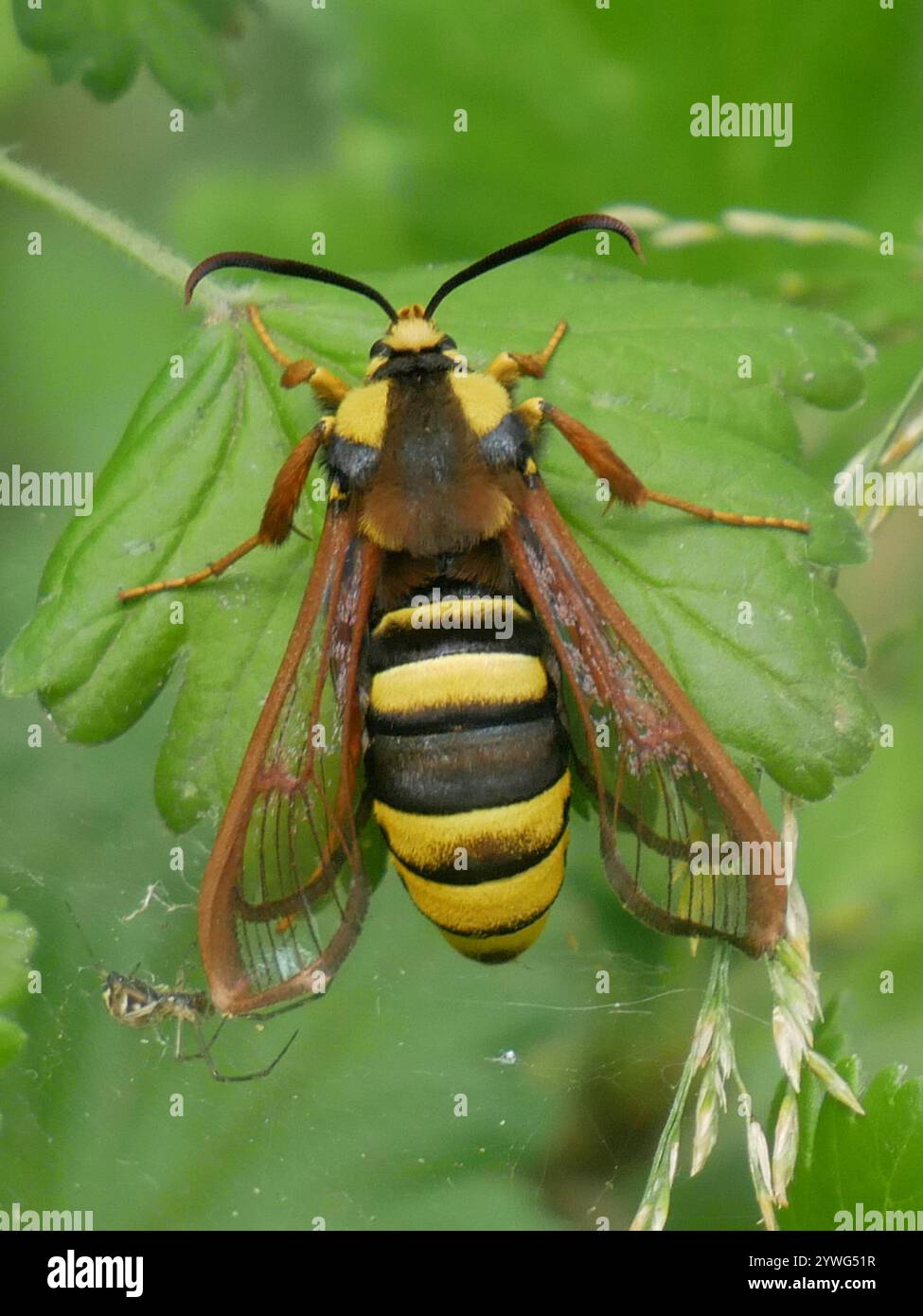 Hornet Moth (Sesia apiformis Stock Photo - Alamy