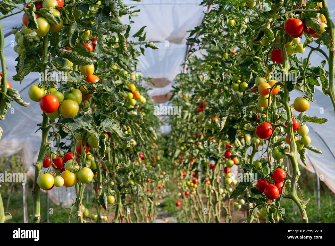 Greenhouse with agriculture tomato plants field, growing organic ...