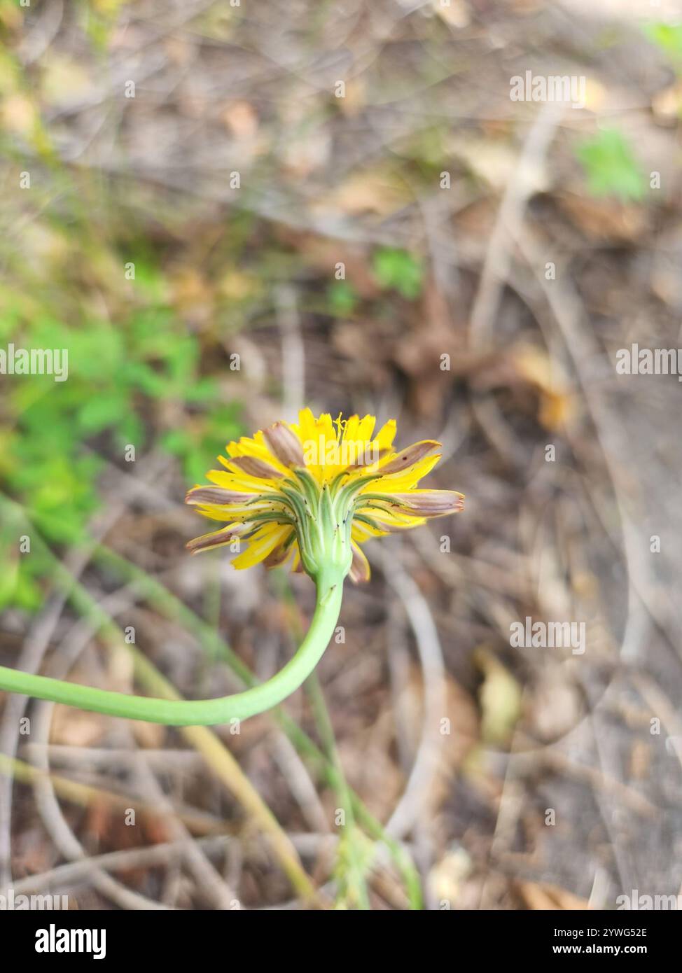 Common Cat's-ear (Hypochaeris radicata Stock Photo - Alamy