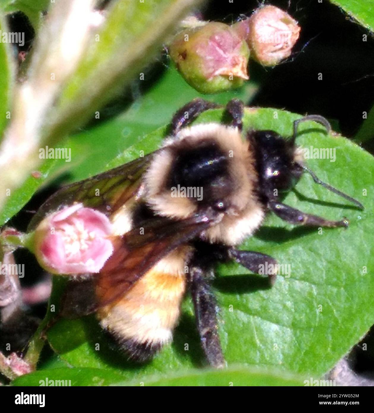 Tricolored Bumble Bee (Bombus ternarius Stock Photo - Alamy