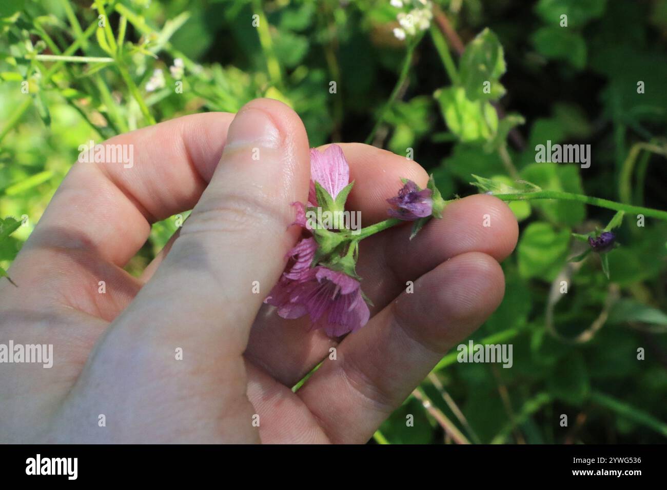 Rose Checkermallow (Sidalcea virgata Stock Photo - Alamy