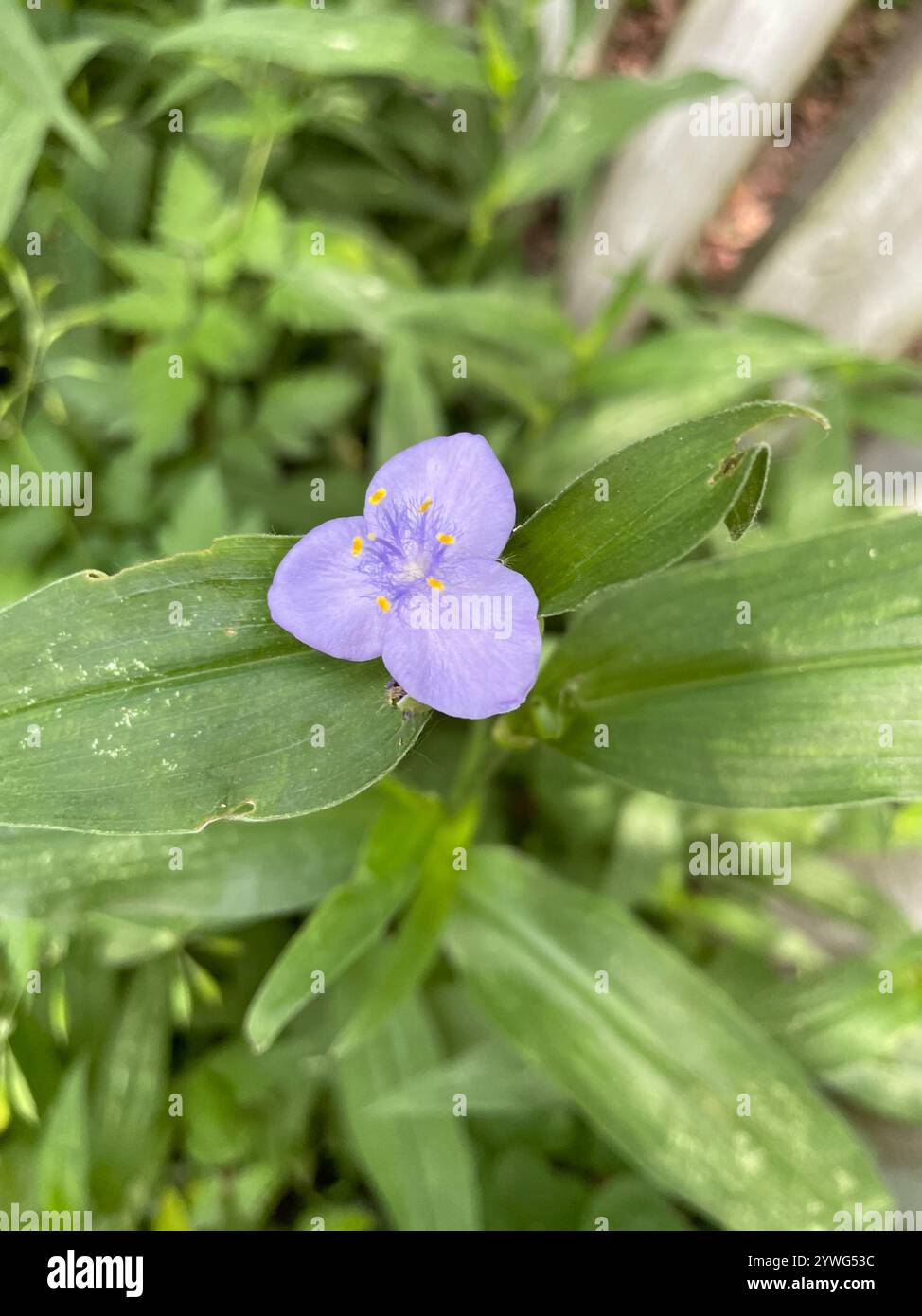 Zigzag Spiderwort (Tradescantia subaspera Stock Photo - Alamy