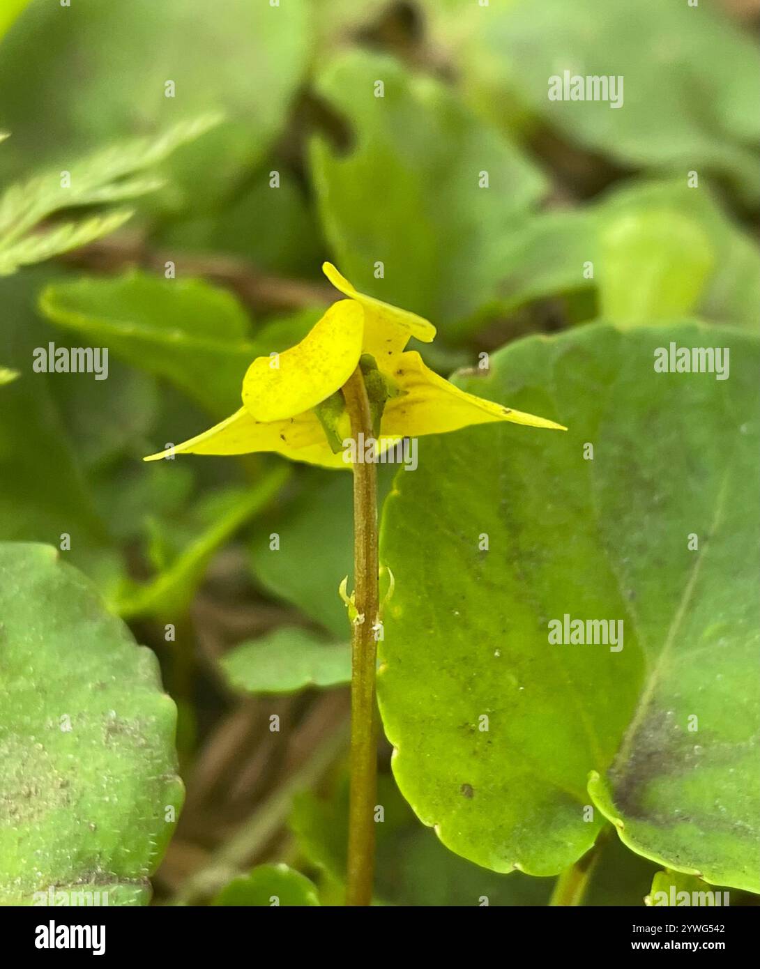 Redwood Violet (Viola sempervirens Stock Photo - Alamy