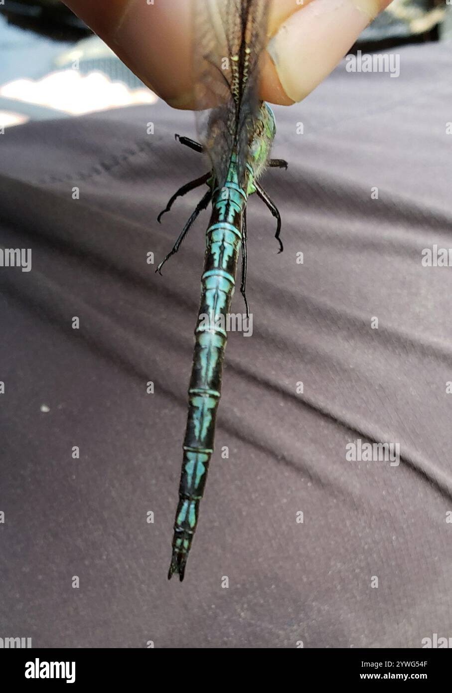 Cyrano Darner (Nasiaeschna pentacantha Stock Photo - Alamy