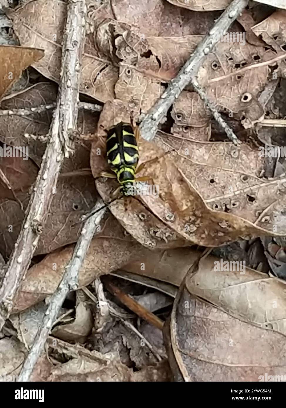 Strophiona nitens hi-res stock photography and images - Alamy