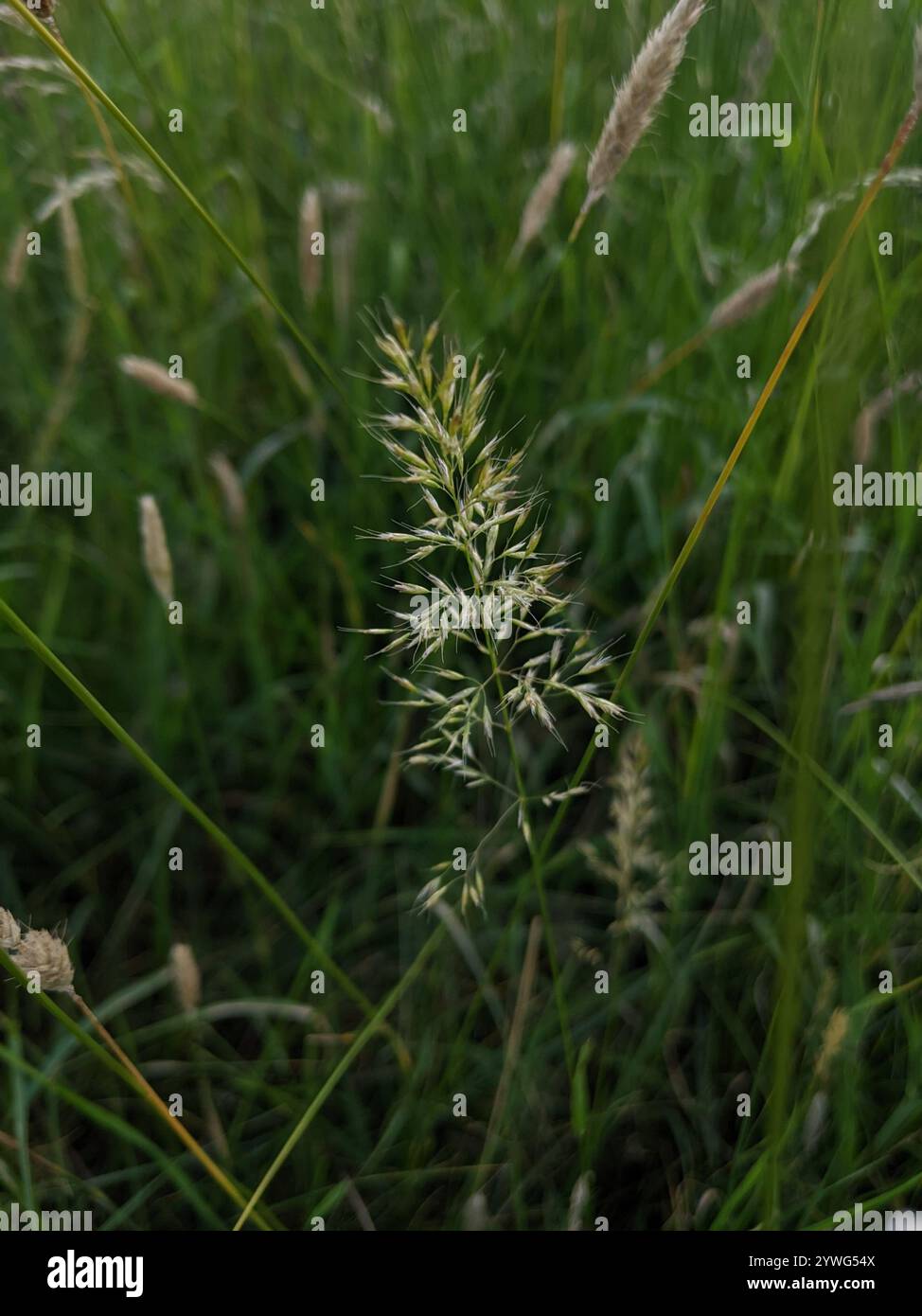 Yellow Oat-grass (Trisetum flavescens Stock Photo - Alamy