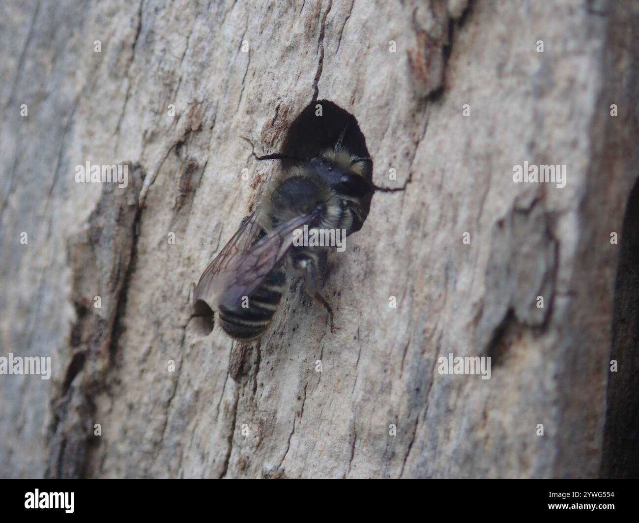 Honey Bees, Bumble Bees, and Allies (Apidae Stock Photo - Alamy
