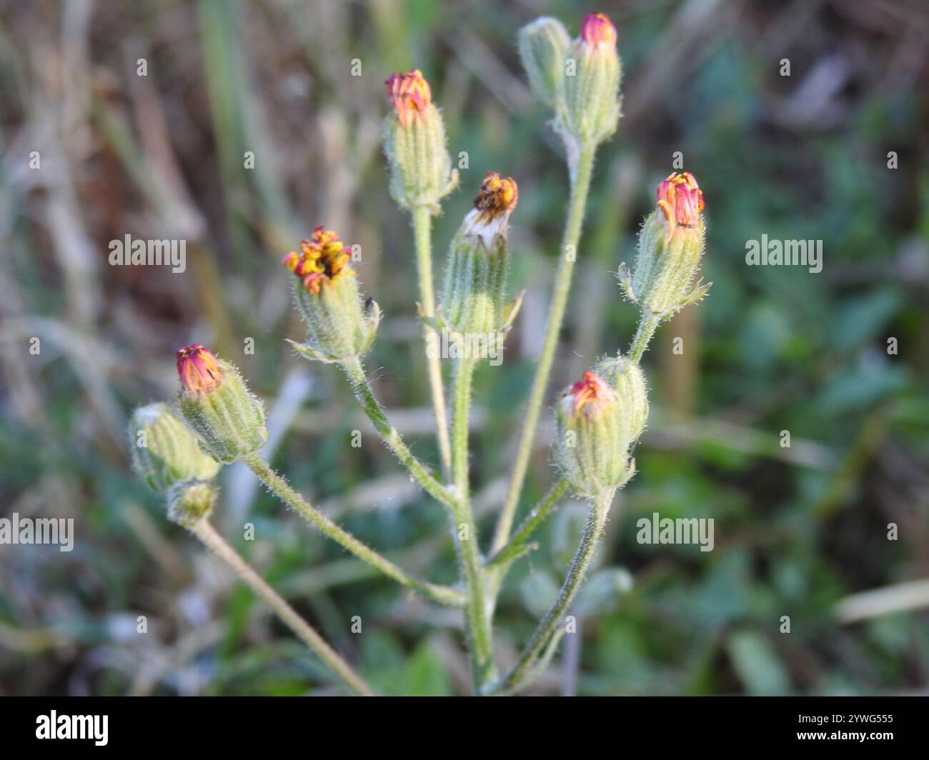 Beaked Hawksbeard (Crepis vesicaria Stock Photo - Alamy