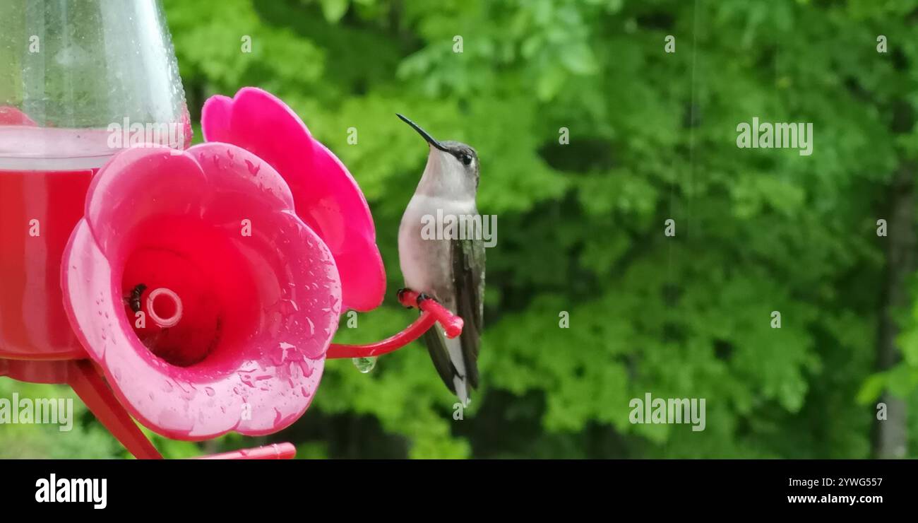 Ruby-throated Hummingbird (Archilochus colubris Stock Photo - Alamy