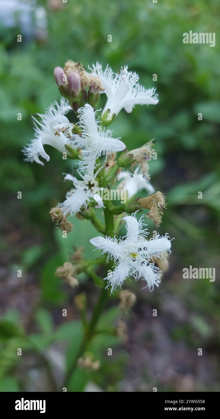 Bogbean (Menyanthes trifoliata Stock Photo - Alamy
