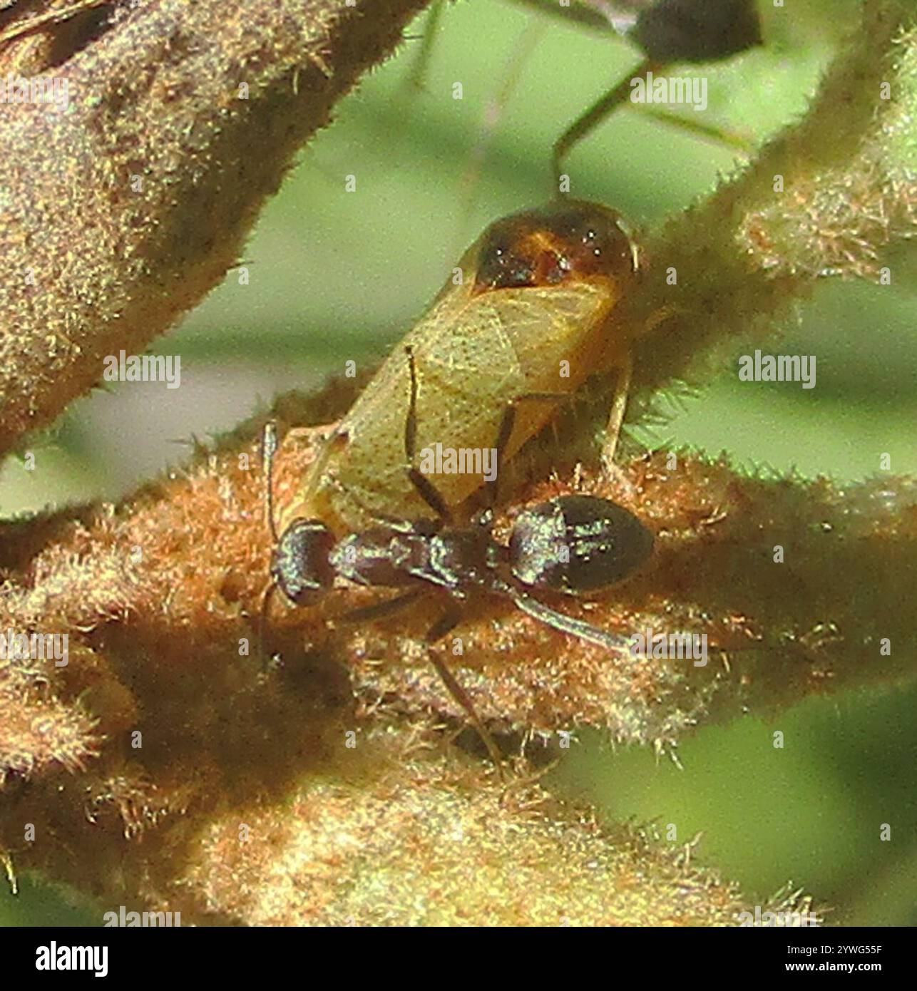 Very pugnacious hi-res stock photography and images - Alamy