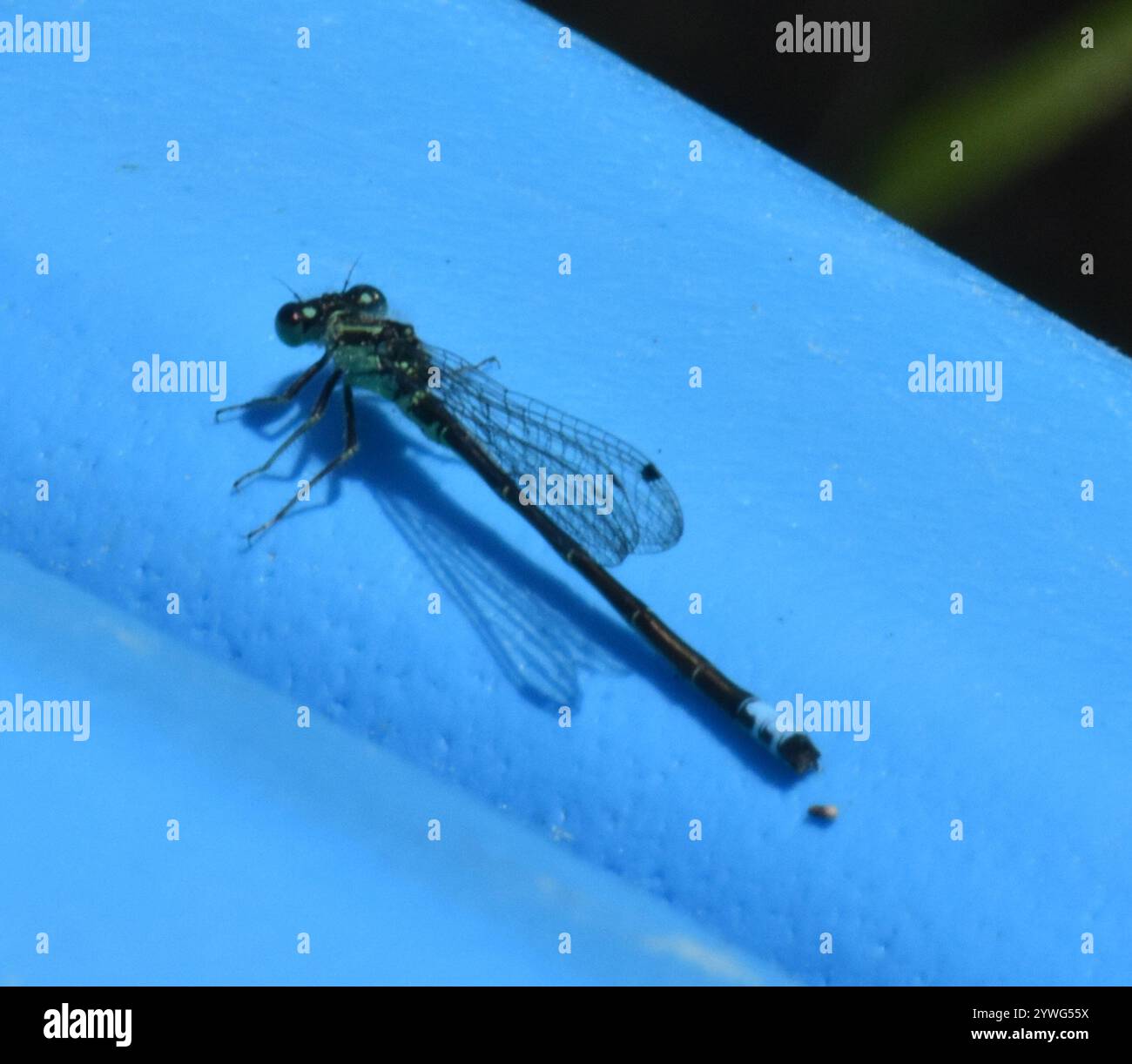 Eastern Forktail (Ischnura verticalis Stock Photo - Alamy