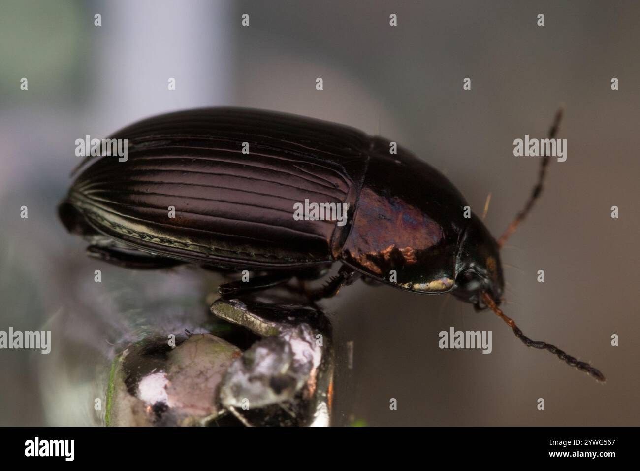 Sun Beetles (Amara Stock Photo - Alamy