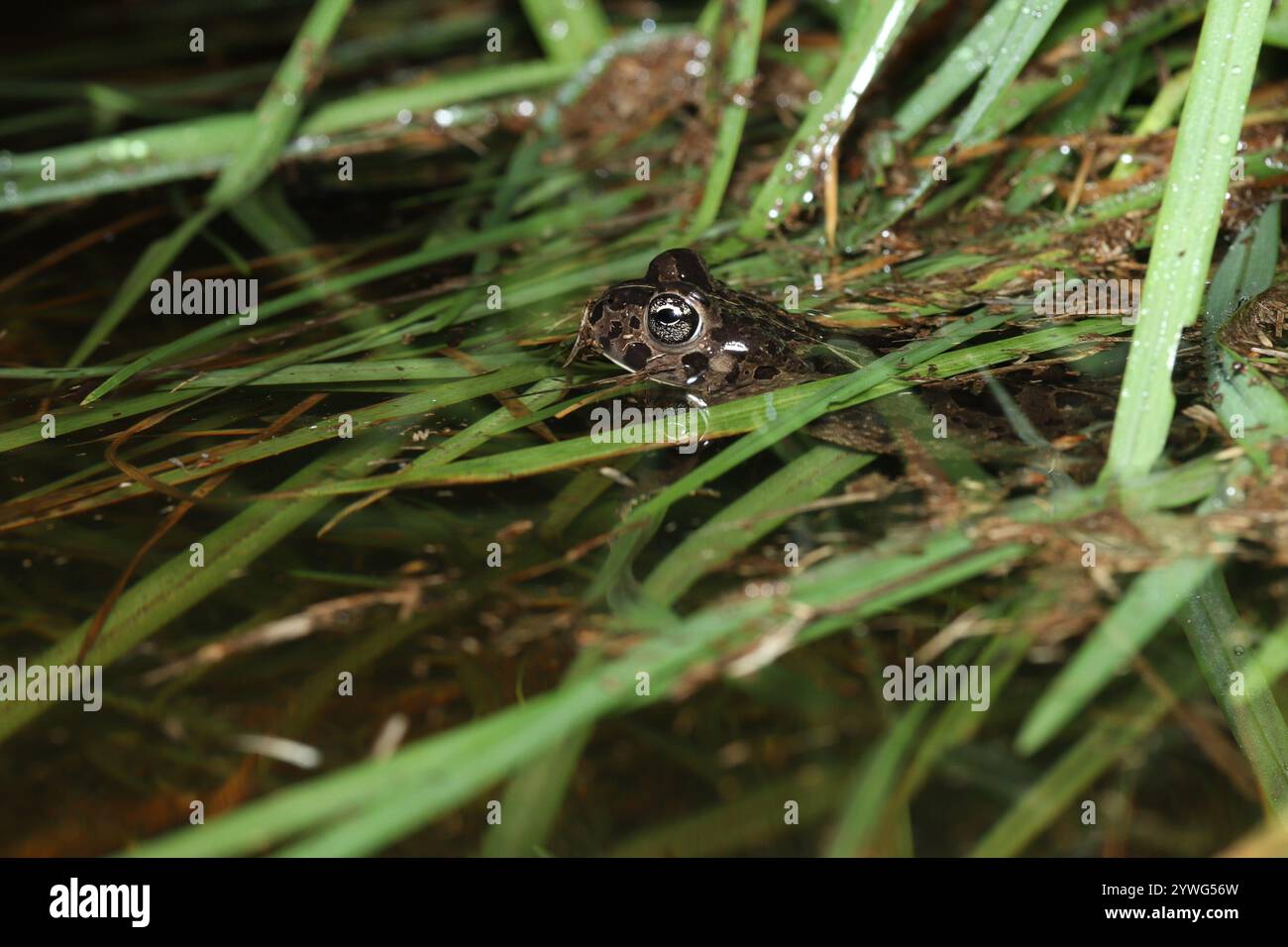Sand Toad (Vandijkophrynus angusticeps Stock Photo - Alamy