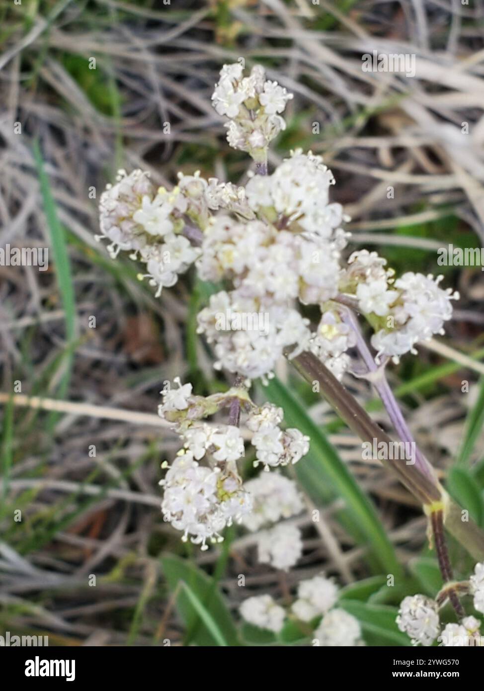 tobacco-root (Valeriana edulis Stock Photo - Alamy