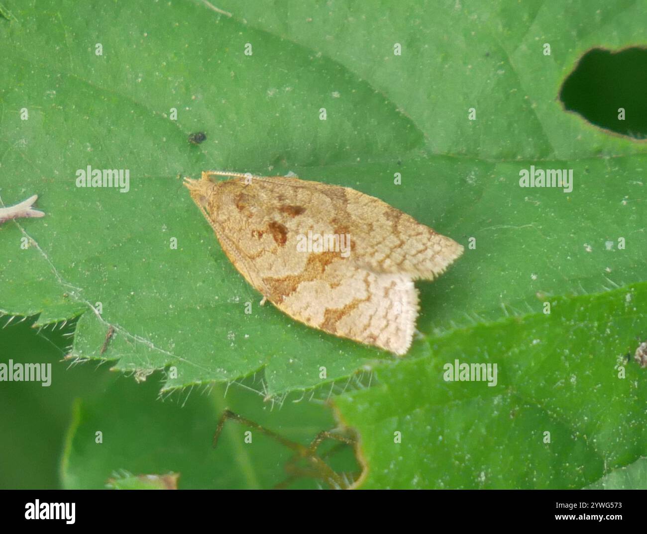 Summer fruit tortrix hi-res stock photography and images - Alamy