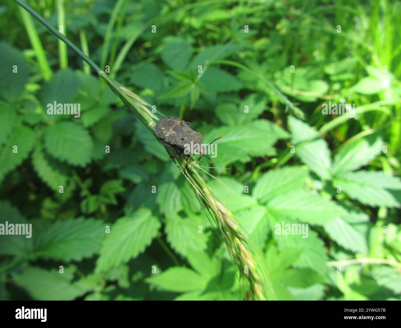 Megymenum hi-res stock photography and images - Alamy
