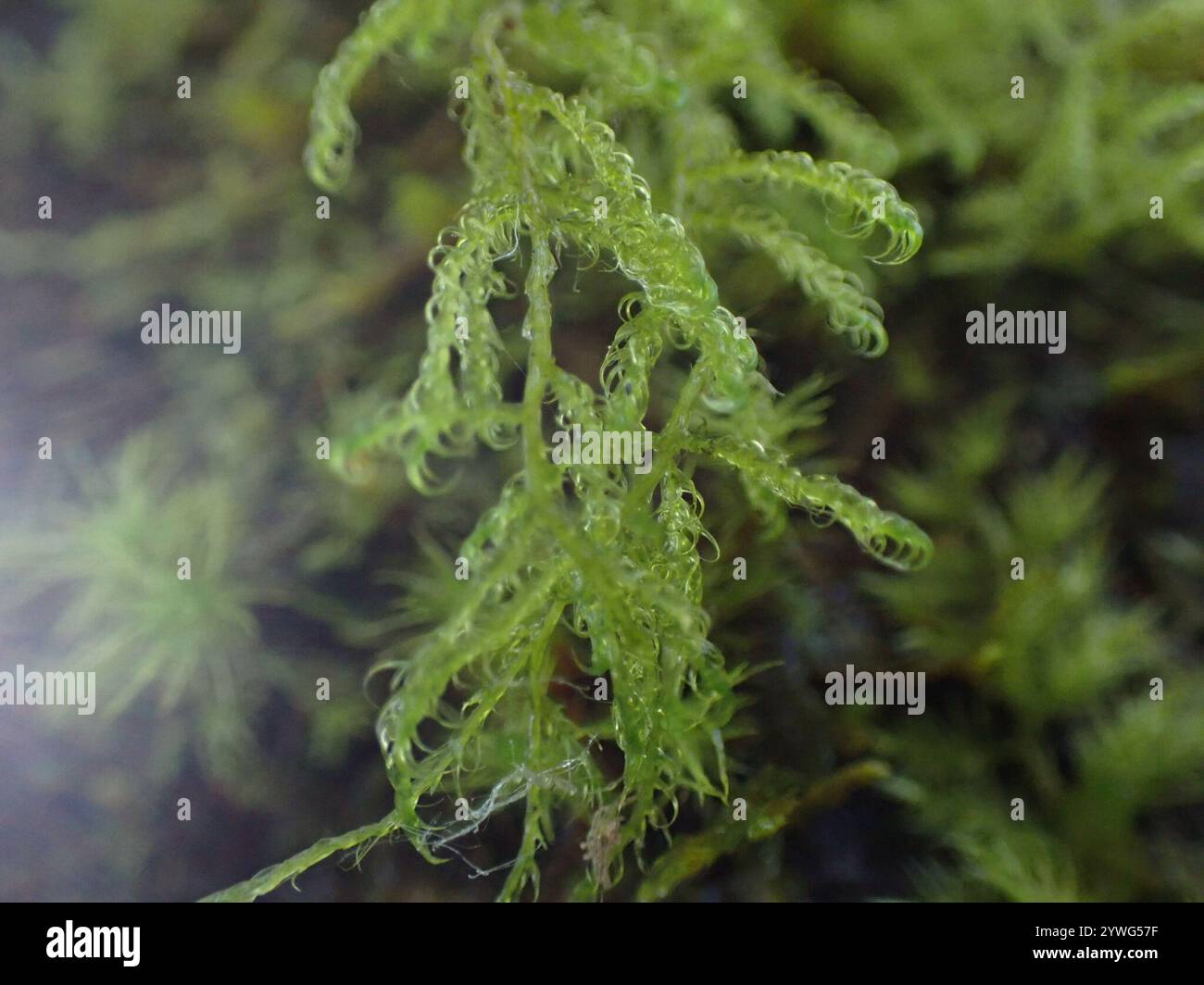 Sickle-leaved Hook-moss (Sanionia uncinata Stock Photo - Alamy
