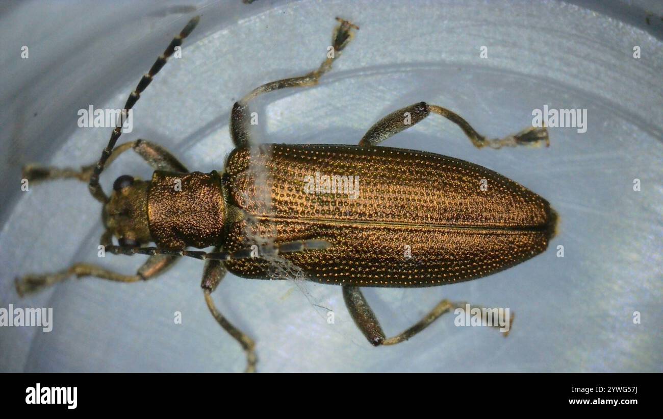 plain reed beetle (Donacia simplex Stock Photo - Alamy