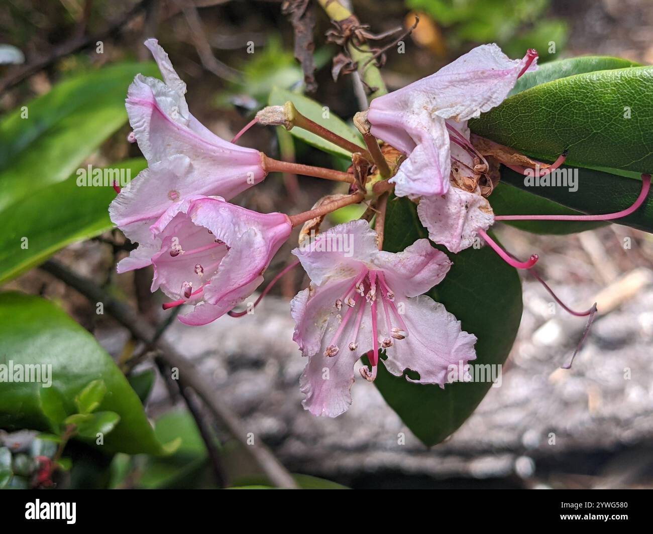Pacific rhododendron (Rhododendron macrophyllum Stock Photo - Alamy