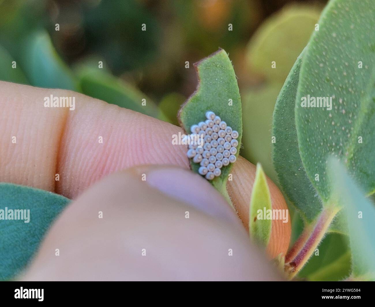 True Bugs, Hoppers, Aphids, and allies (Hemiptera Stock Photo - Alamy