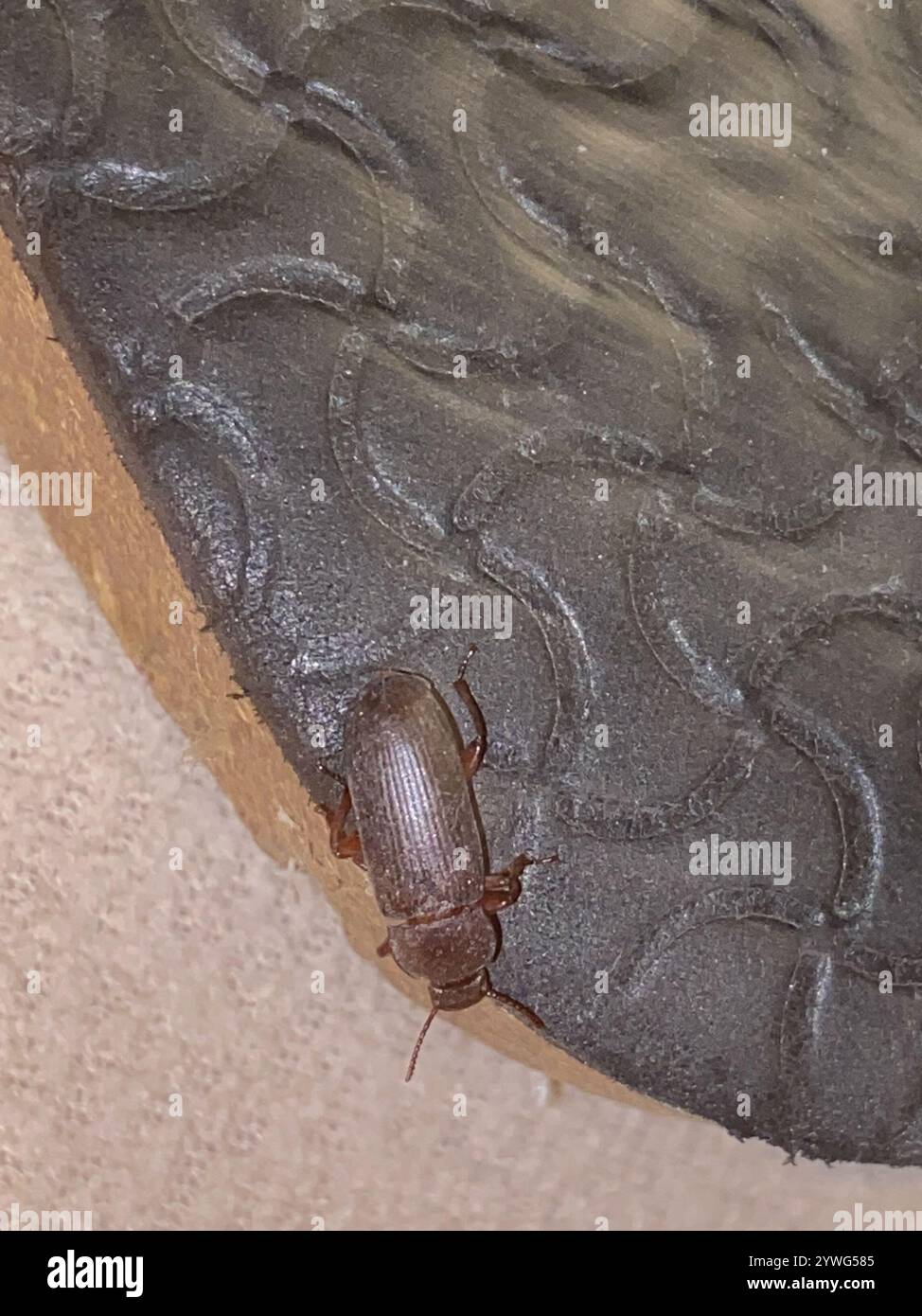 Yellow Mealworm Beetle (Tenebrio molitor Stock Photo - Alamy